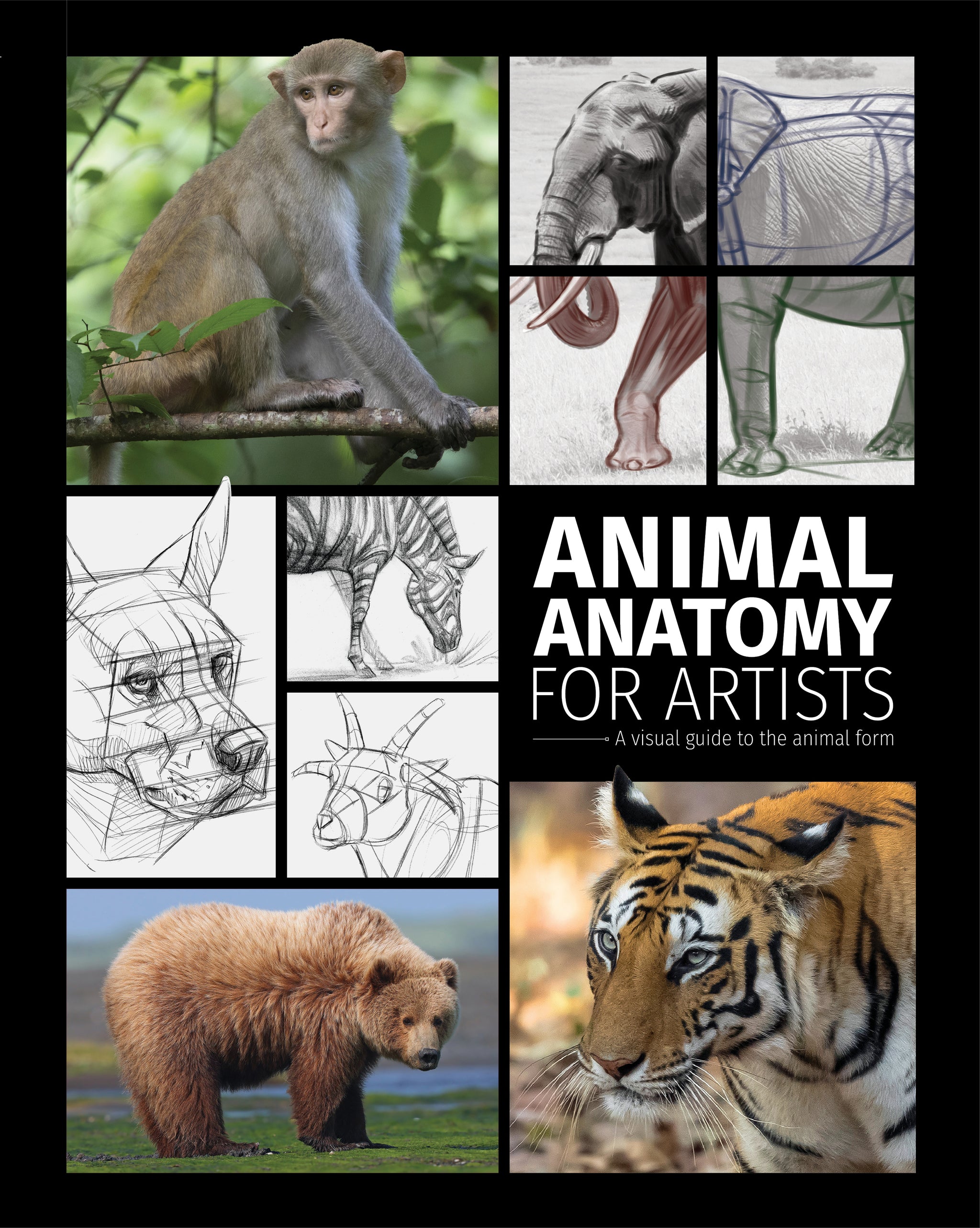 Animal Anatomy for Artists: A visual guide to the animal form – 3dtotal ...
