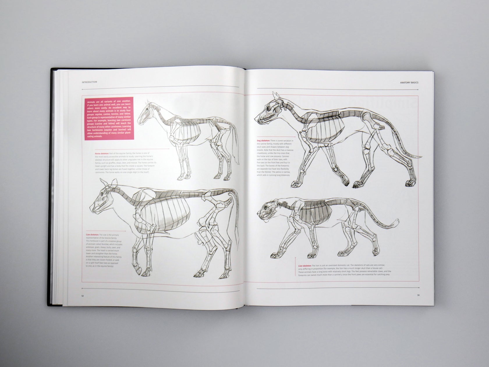 Animal Anatomy for Artists: A visual guide to the animal form – 3dtotal ...
