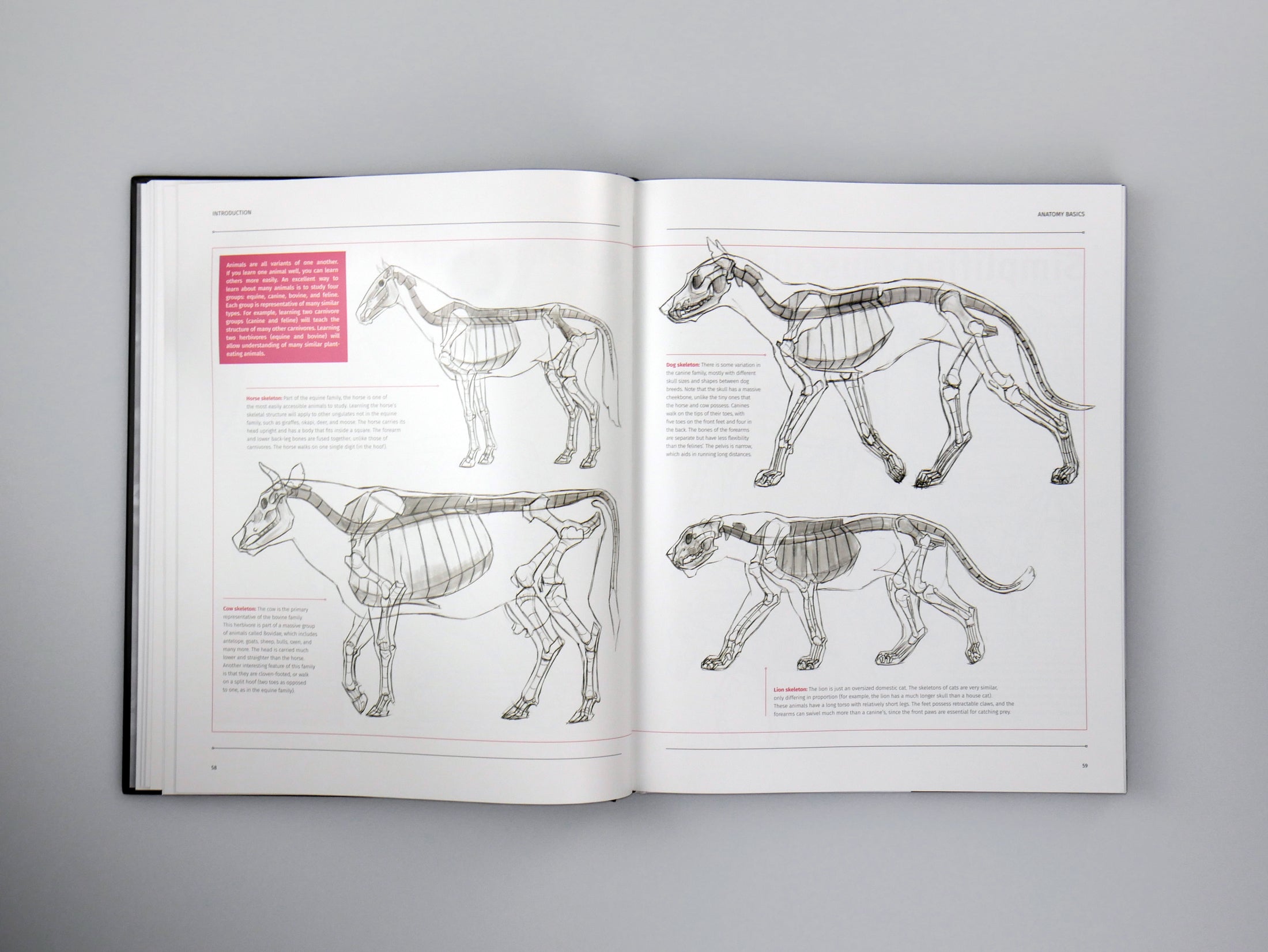 Animal Anatomy for Artists: A visual guide to the animal form – 3dtotal ...