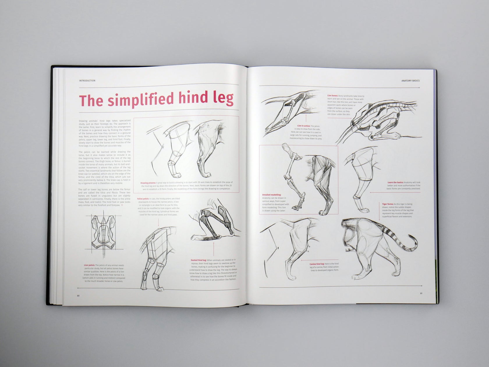 Animal Anatomy for Artists: A visual guide to the animal form – 3dtotal ...