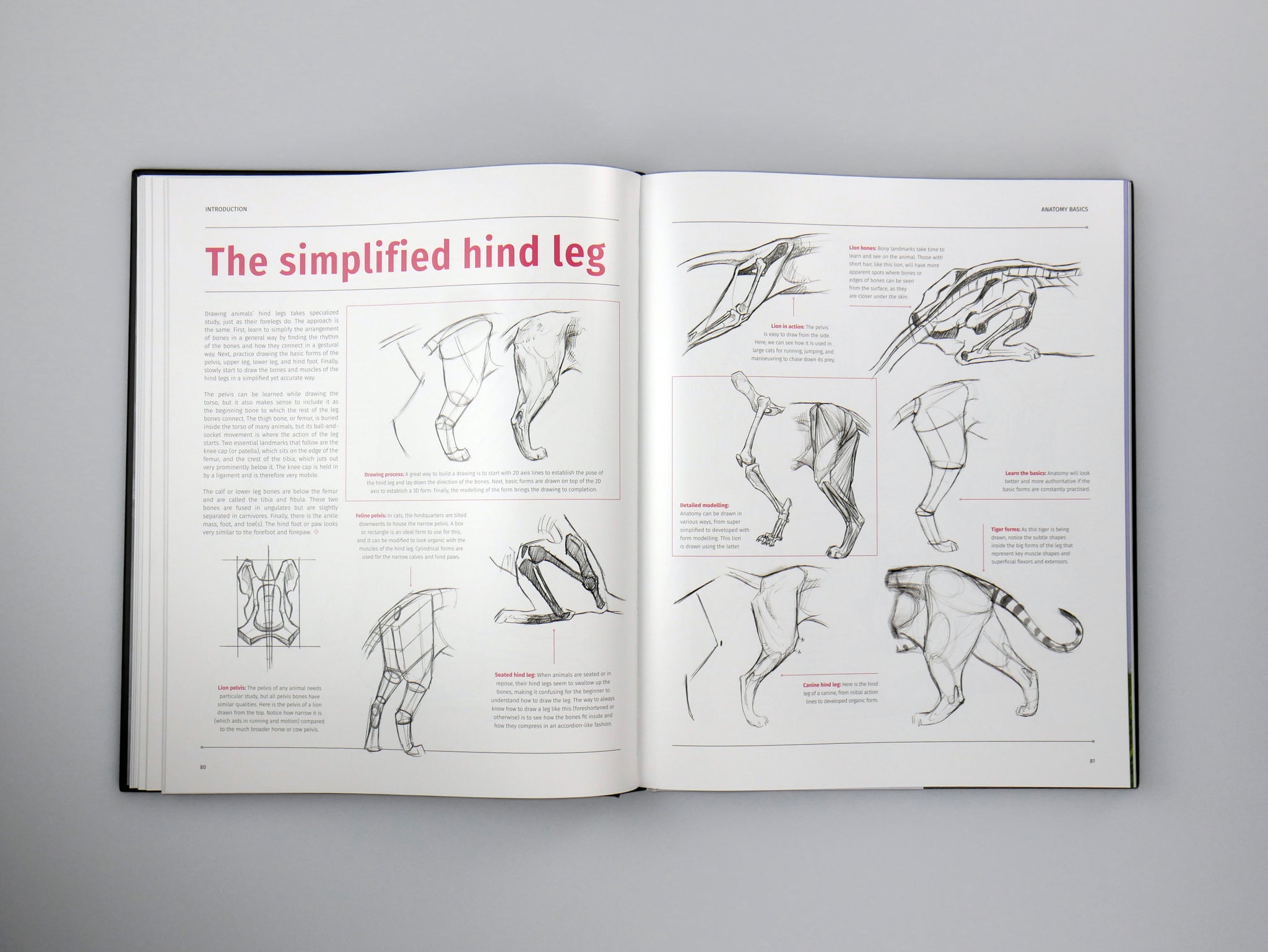 Animal Anatomy for Artists: A visual guide to the animal form – 3dtotal ...