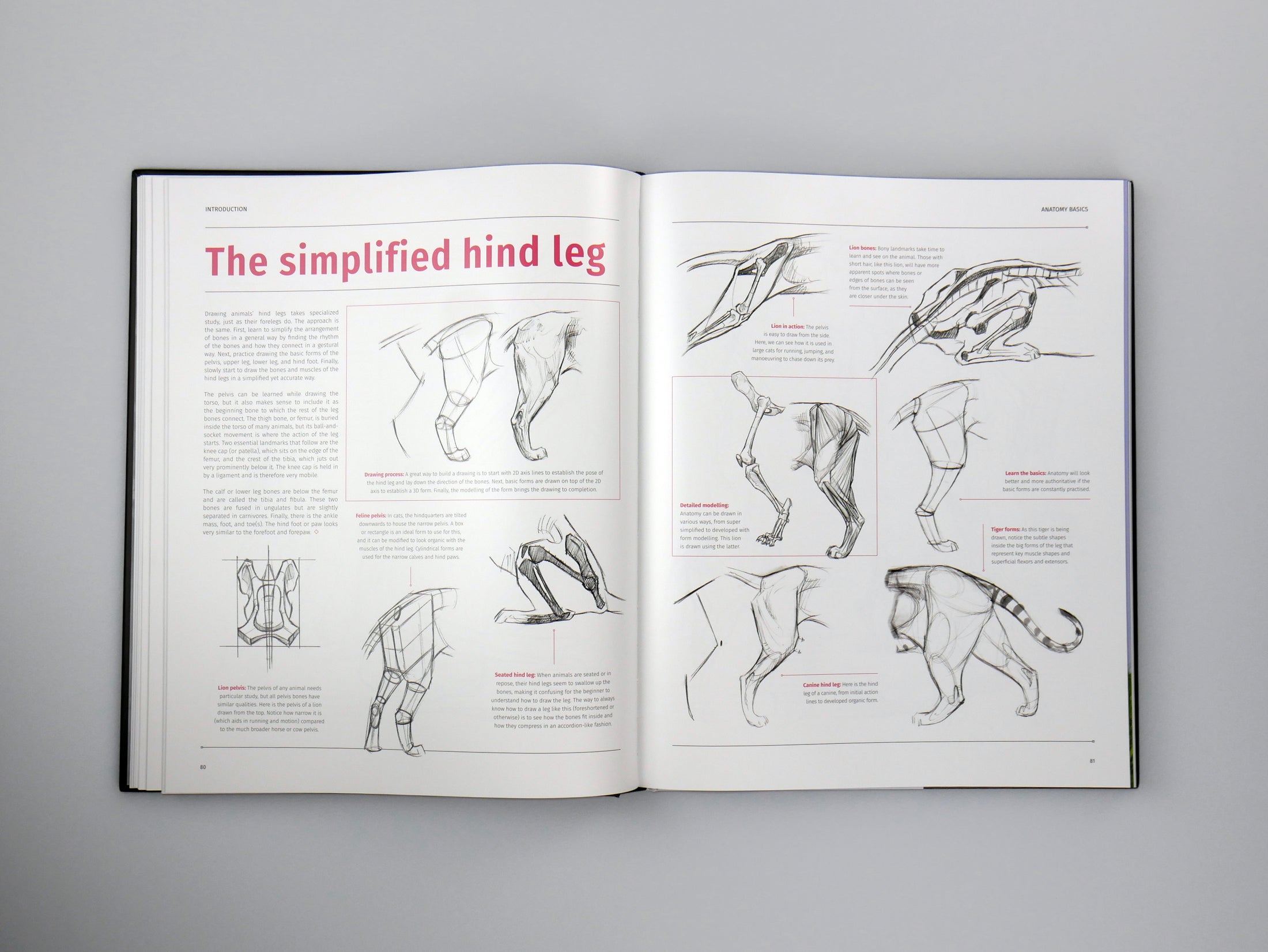 Animal Anatomy for Artists: A visual guide to the animal form – 3dtotal ...