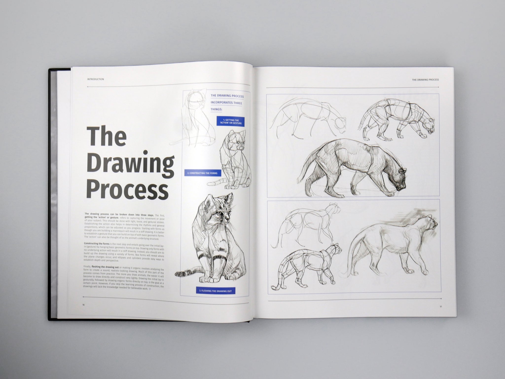 Animal Anatomy for Artists: A visual guide to the animal form – 3dtotal ...