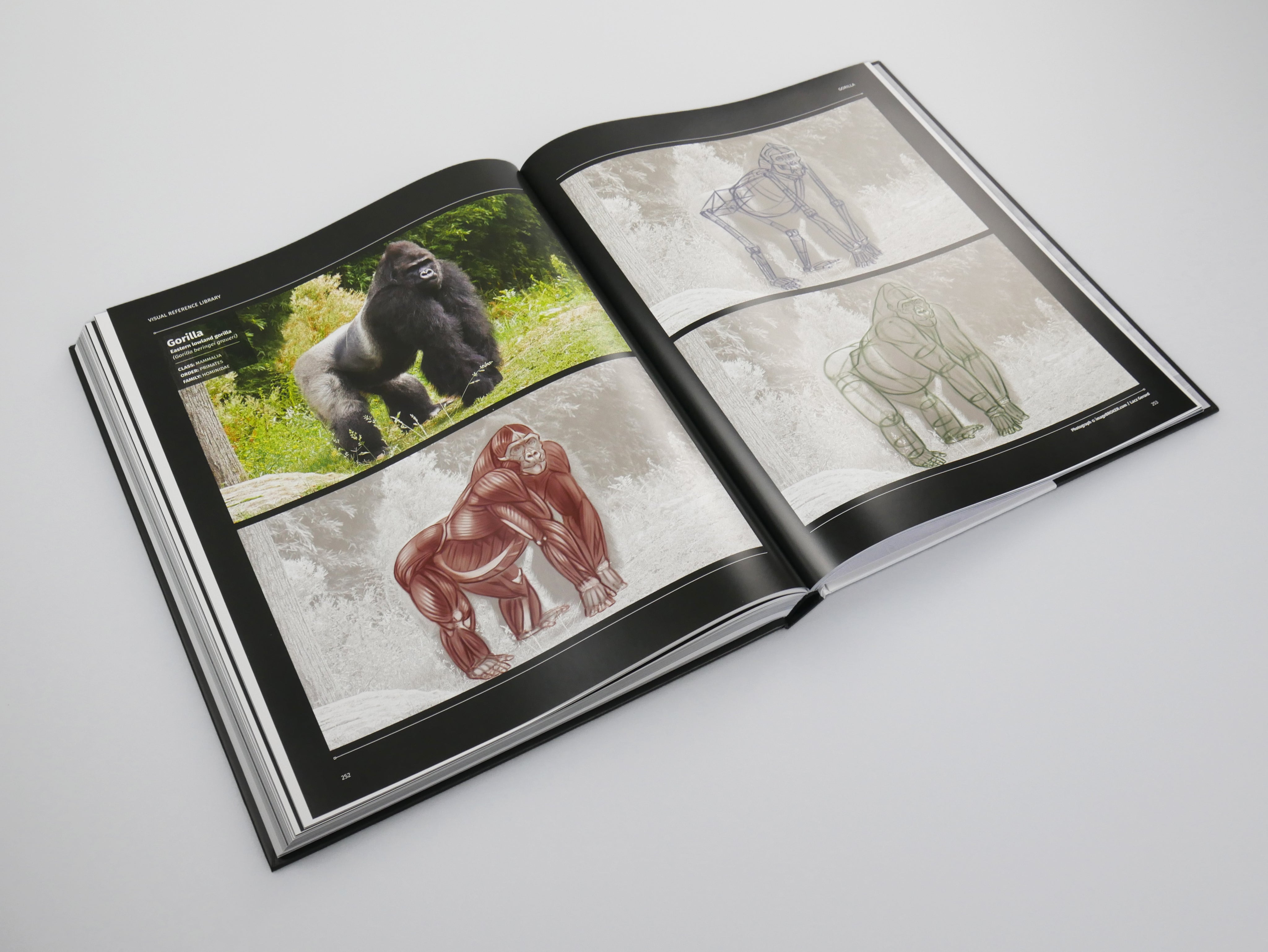Animal Anatomy for Artists: A visual guide to the animal form – 3dtotal ...