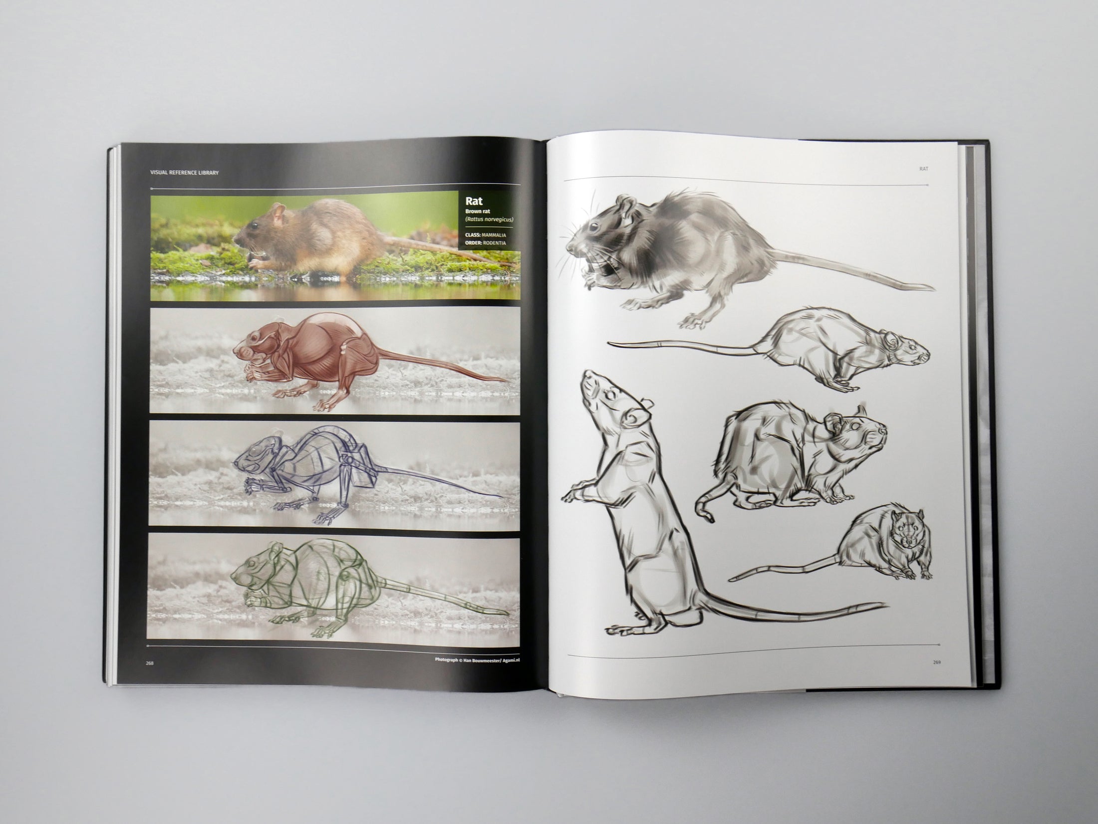 Animal Anatomy for Artists: A visual guide to the animal form – 3dtotal ...