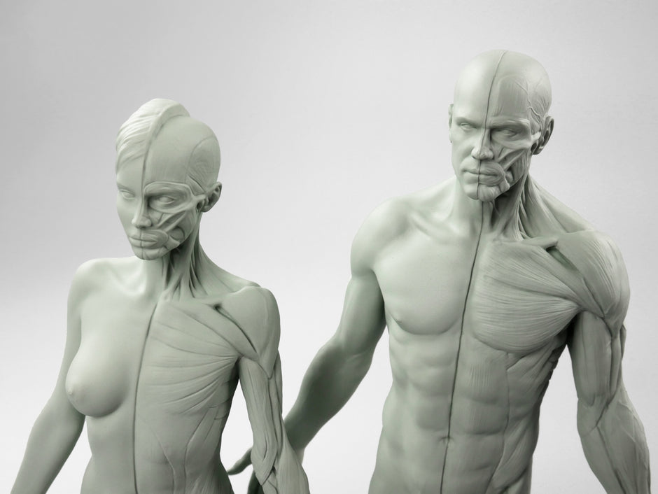 Anatomy Figures – 3dtotal shop