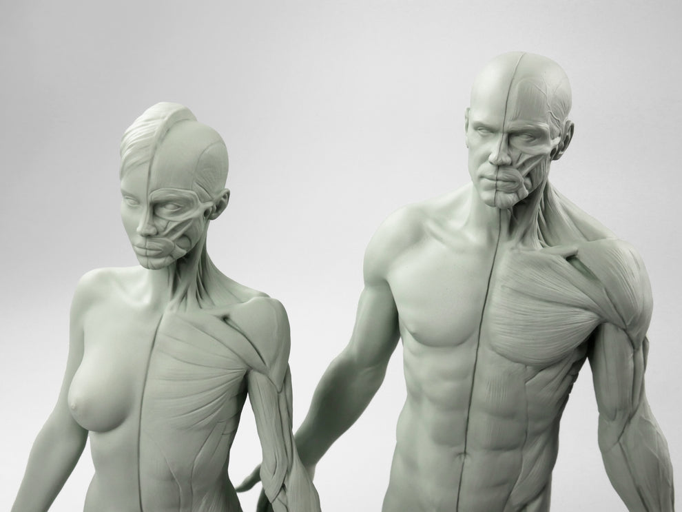 3dtotal Anatomy: 2 piece male & female half-écorché figure set ...