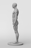 3dtotal Anatomy: male figure – 3dtotal shop