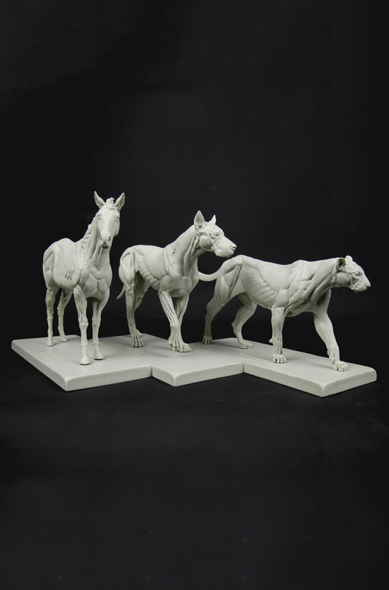 3dtotal Anatomy: 3 piece set of animal figures – 3dtotal shop