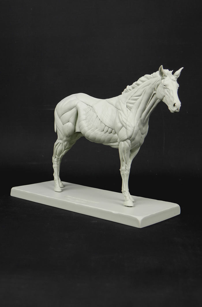 3dtotal Anatomy: Equine figure – 3dtotal shop