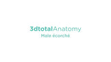 3dtotal Anatomy: 3 piece set of male figures – 3dtotal shop