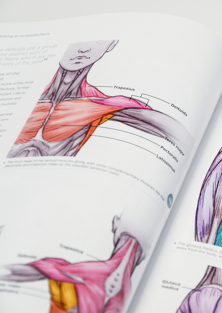 Anatomy for 3D Artists – 3dtotal shop