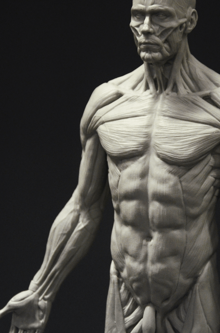 3dtotal Anatomy: male full ecorche figure – 3dtotal shop
