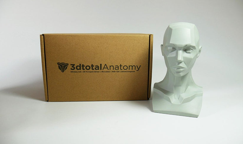 3dtotal Anatomy: Female planar bust – 3dtotal shop